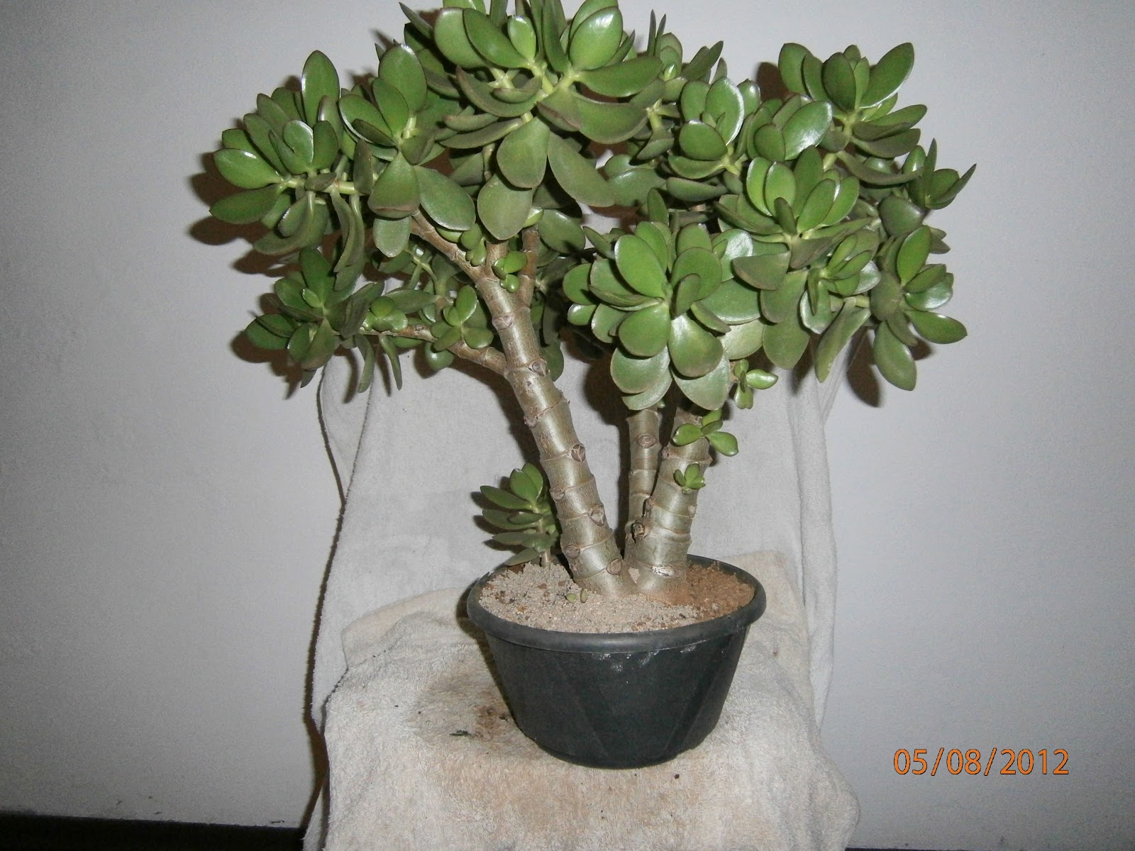 BONSAI FÁCIL RS: PLANTA-JADE ou JADE PLANT - Crassula Ovata