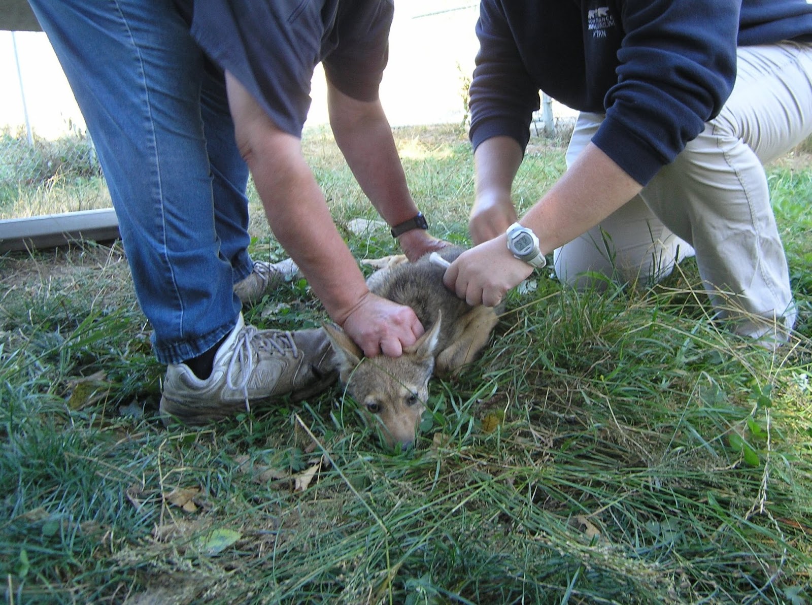 RETURN OF THE RED WOLF: Red wolf vaccination study at PDZA