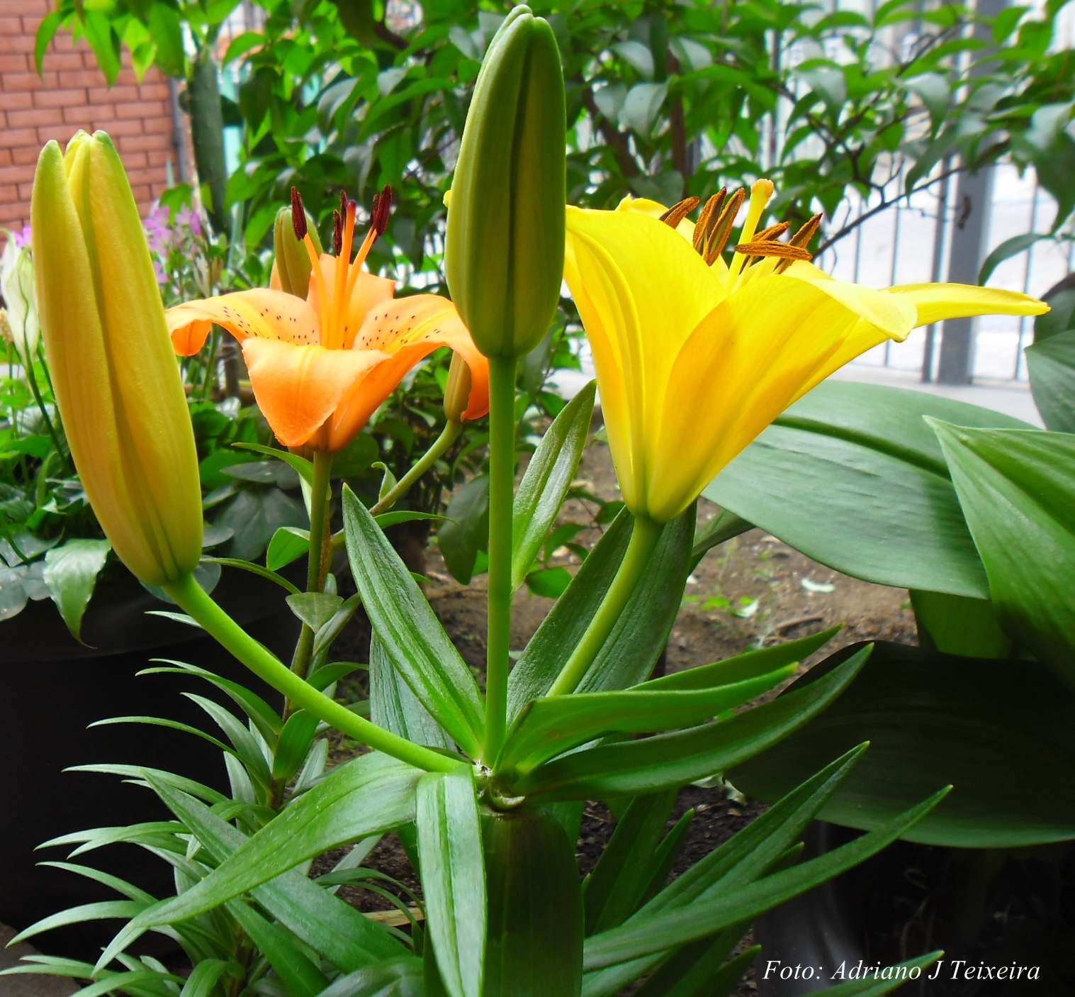 Mundo das Plantas : Lírios, como cuidar e cultivar!