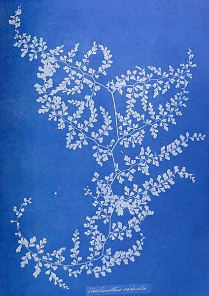 lamb & blonde: Artist Spotlight: Anna Atkins