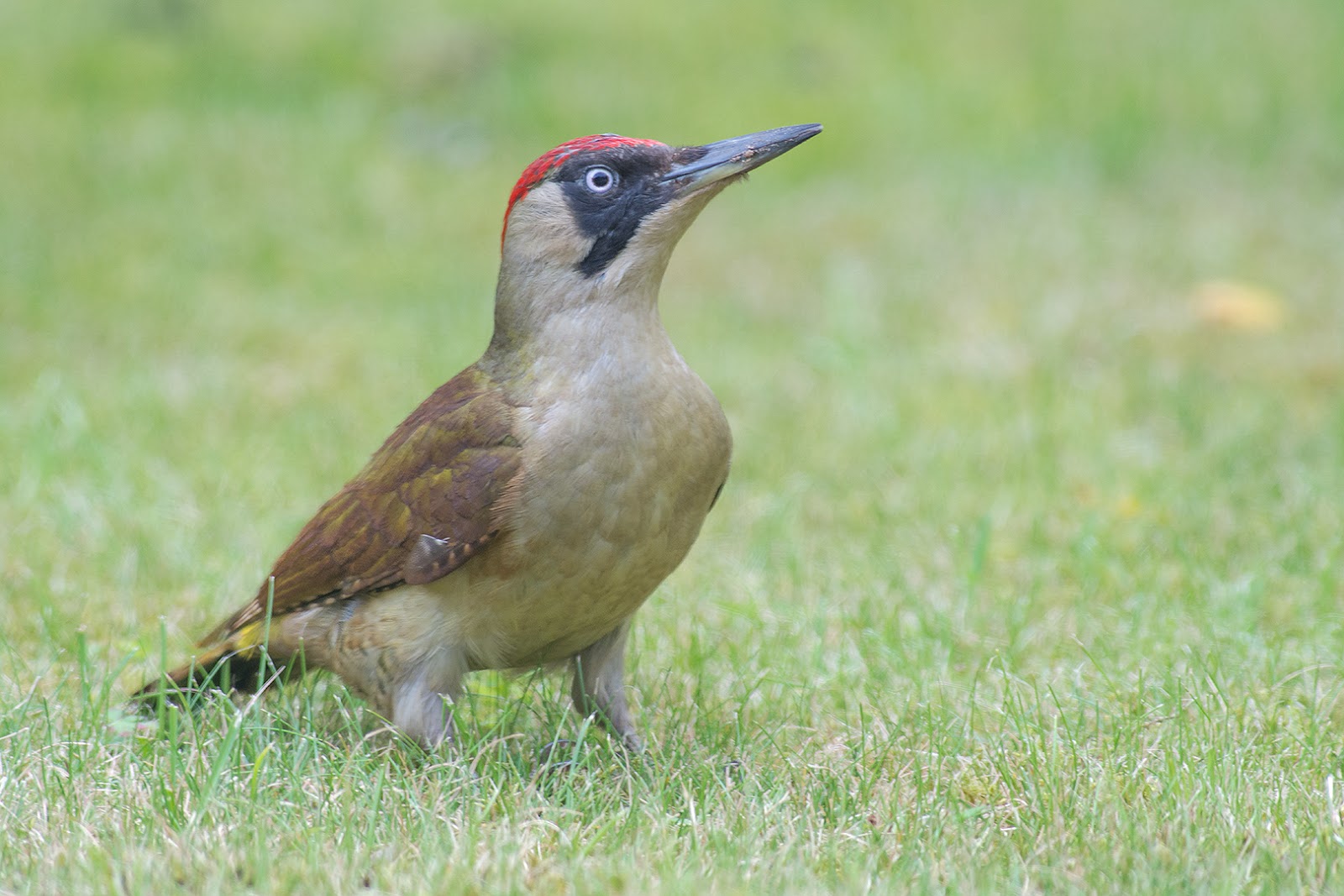 AD VAN DUREN - NATUURFOTOGRAFIE: Groene spechten