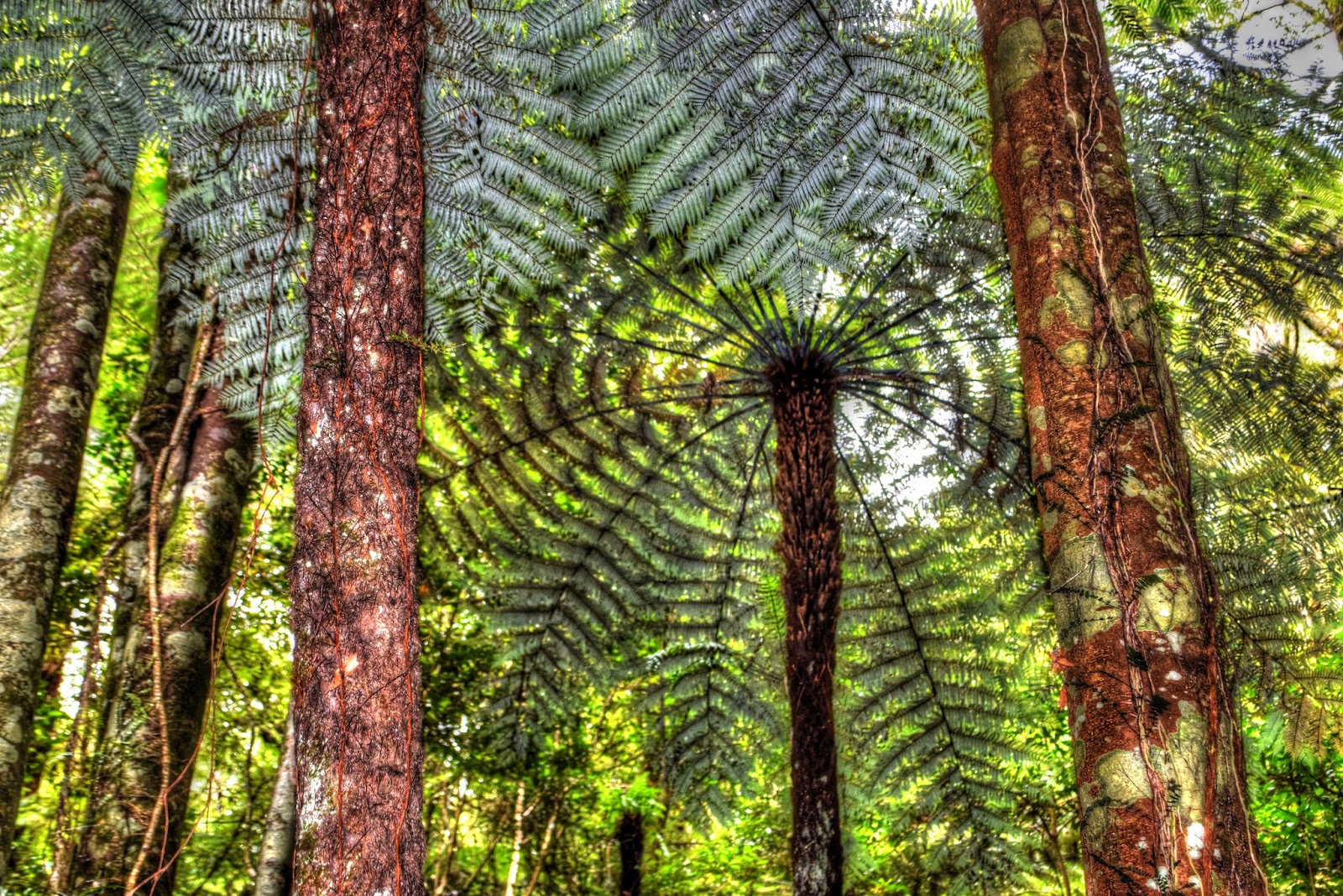 Love and Happiness: Mount Pirongia, New Zealand
