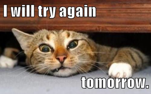 Growth Mindset & Feedback Cats