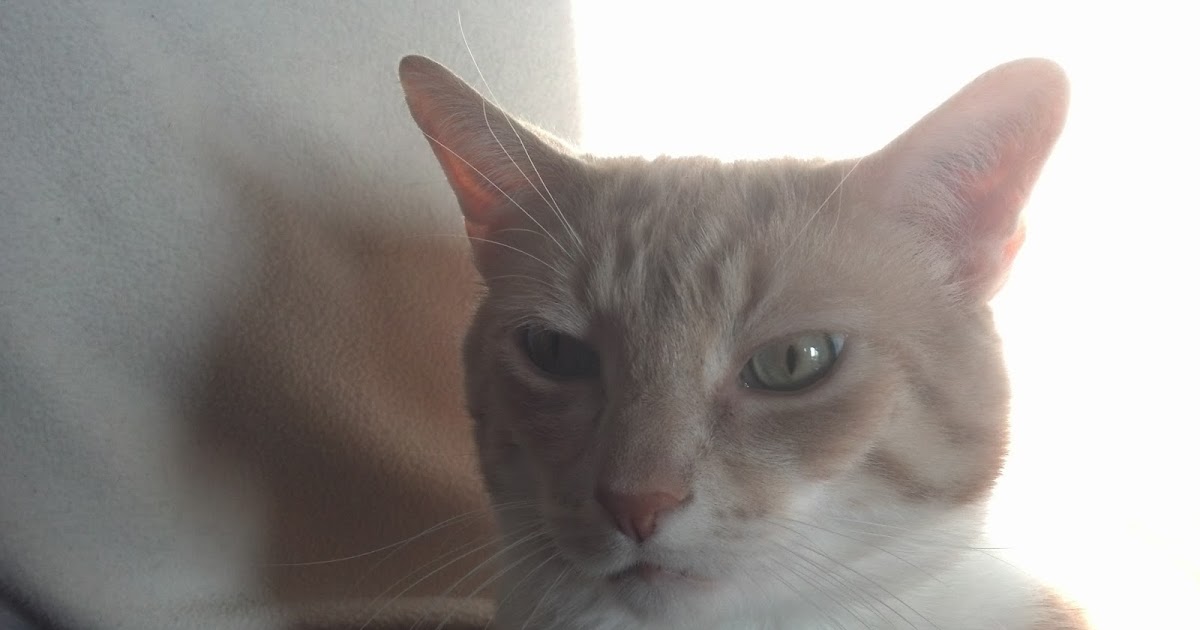 In the MIDDLE of the RIGHT: Disapproving cat....