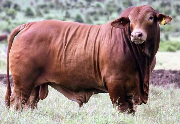 Smart Cowboy : โคพันธุ์เดร้าท์มาสเตอร์ - Droughtmaster Cattle