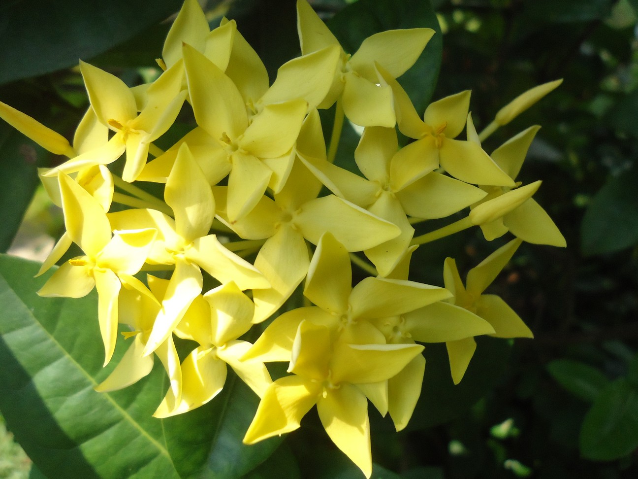 WALLPAPER BUNGA SOKA KUNING ROMANTIS - Rumah Daun Muda