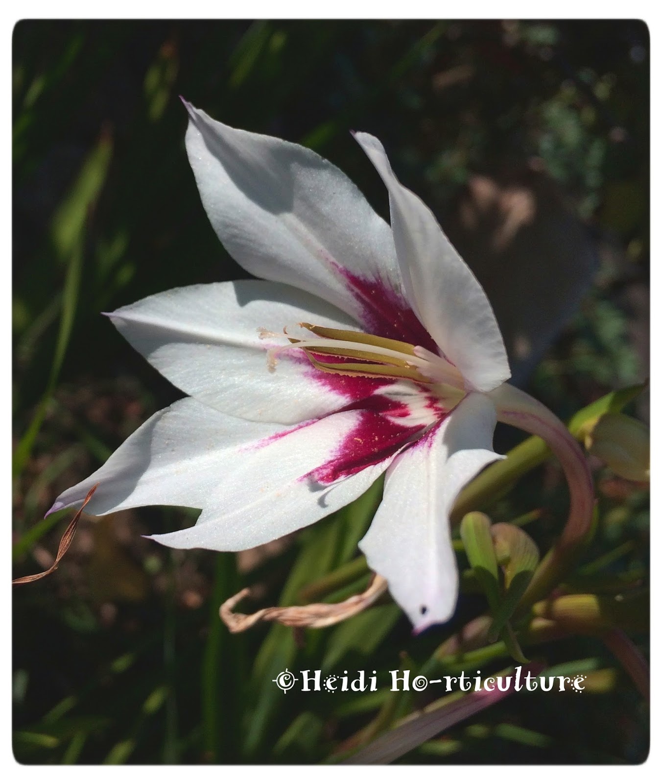 Heidi Horticulture: Plant Profile: Gladiolus callianthus - Abyssinian ...