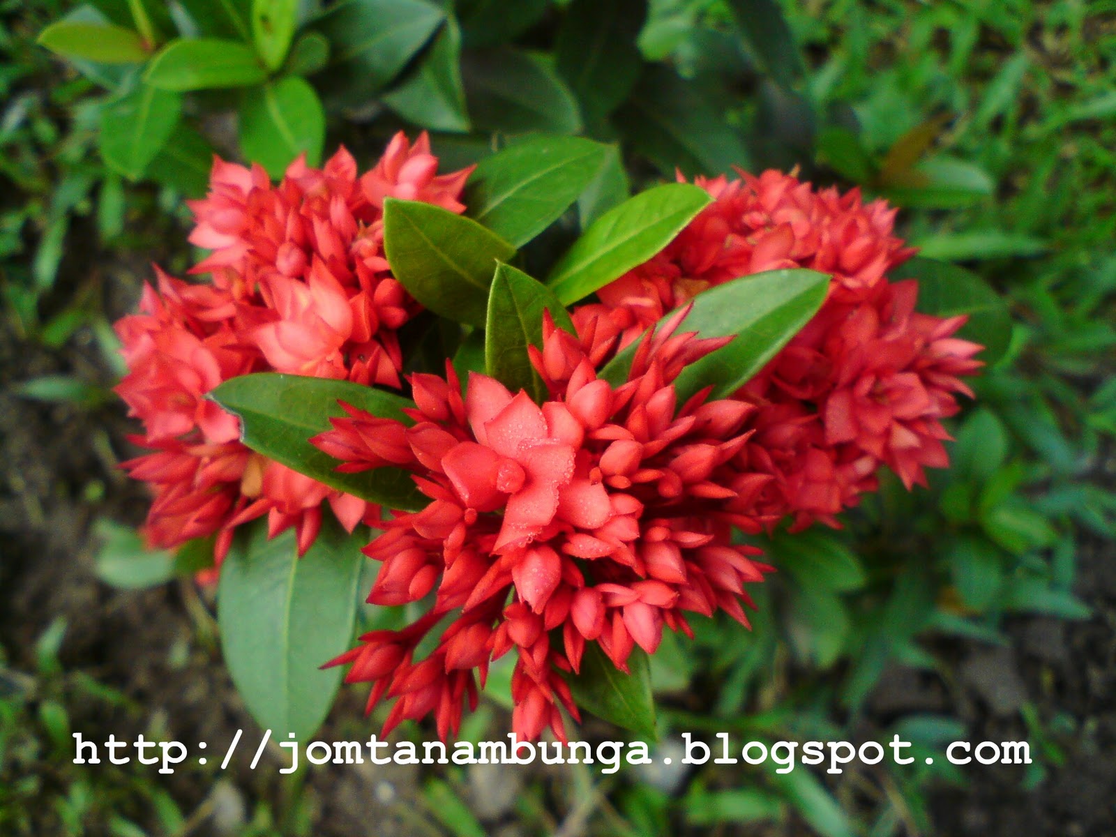 Jom Tanam Bunga: Album Bunga