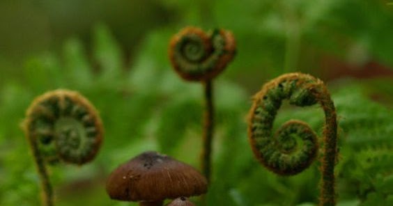 Introducción a la botánica ~ BOTANICA GENERAL