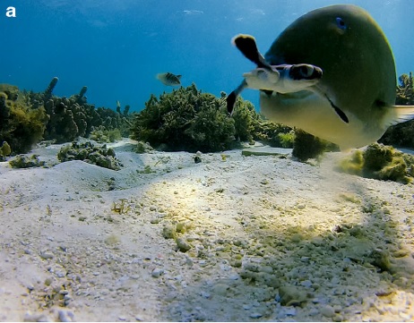 Sciency Thoughts: Choerodon cyanodus: Tool use observed in the Blue ...