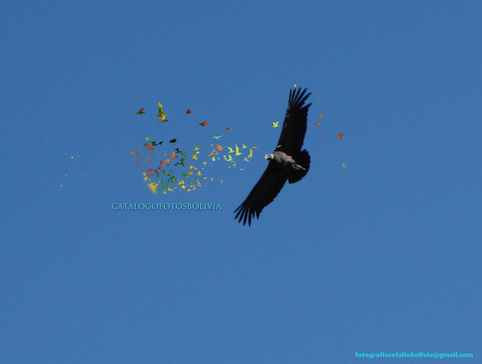 Catalogo de fotos Bolivia: El vuelo del Condor de Los Andes