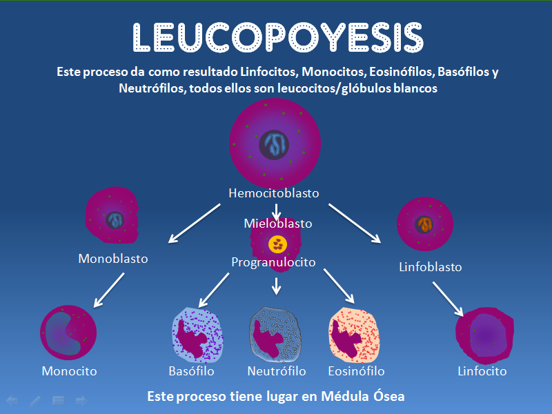 Leucopoyesis