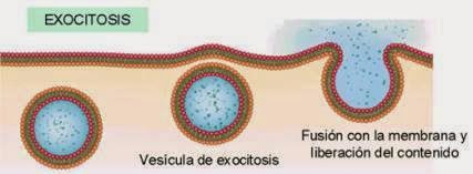 Biologia Molecular: Transporte vesicular