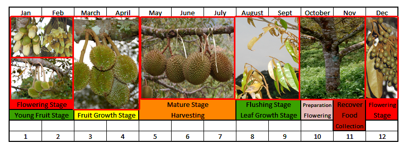 My Durian Best Of The World: Durian: Crop Production Cycle and Orchard ...