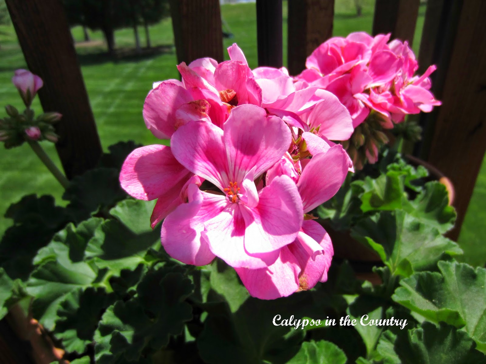 Flowers on the Deck - Helpful Tips for Container Gardening - Calypso in ...