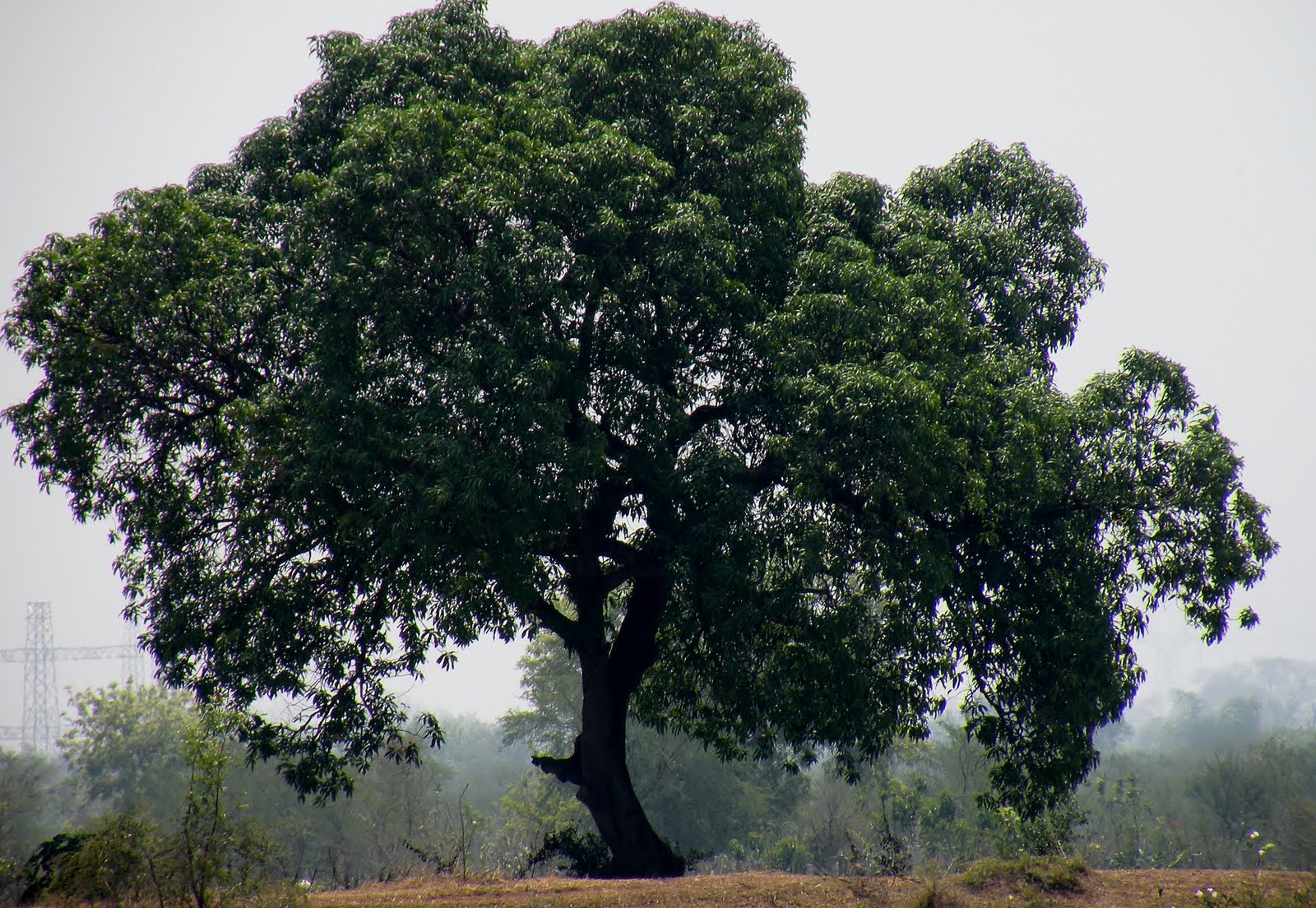 वाह! ज़िंदगी...The Life !: A Mango Tree