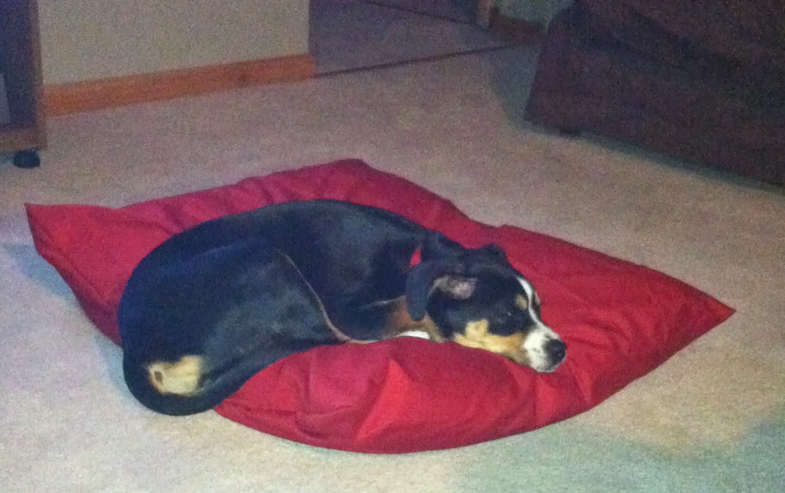 Life as it Comes: Jumbo Dog Pillow