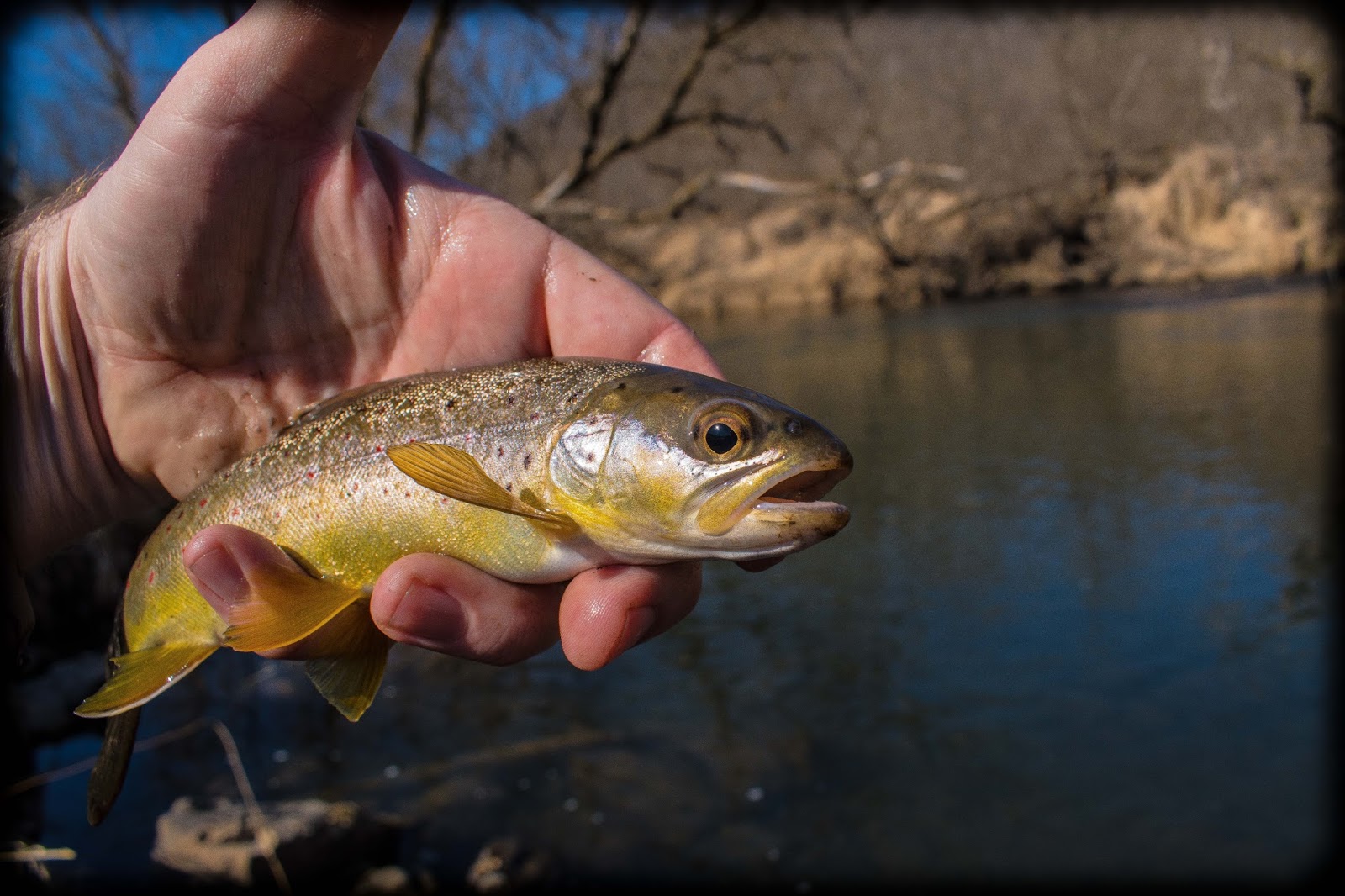 .The Catching Chronicles....by Trout MaGee: A Few Trout and a Few Creek ...
