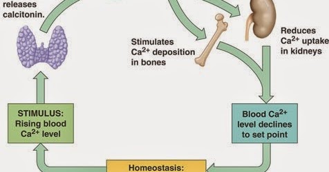 Brady Urology at Johns Hopkins Hospital: Hypercalciuria, Calcium in the ...