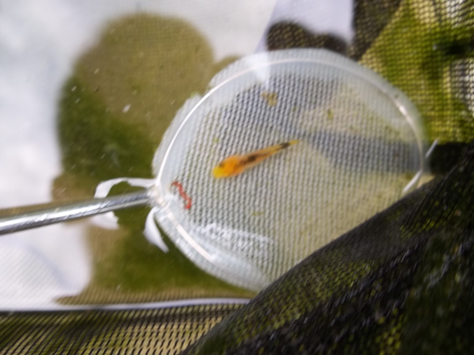 Mountaintop Koi: First culling for Taisho Sanke 6/19/2013