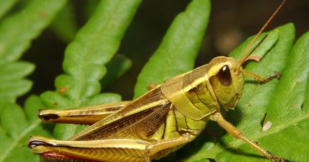 Amontonador urgente de palabras: CIGARRONES
