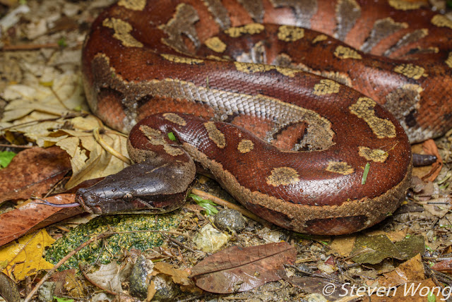 Ular Asli Indonesia: Ular Dipong (Python brongersmai)