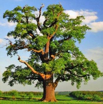 Hierbas con Poderes Mágicos: Roble (Quercus Alba)