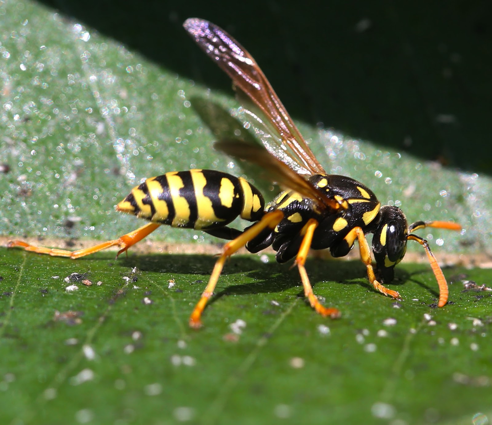 All of Nature: Aphids Making Gallons of Honeydew