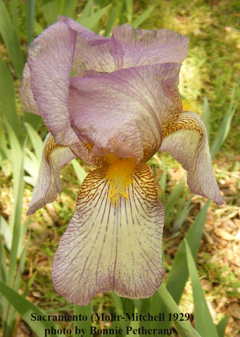 World of Irises: William Mohr - A Brief Life But Enormous Influence on Iris