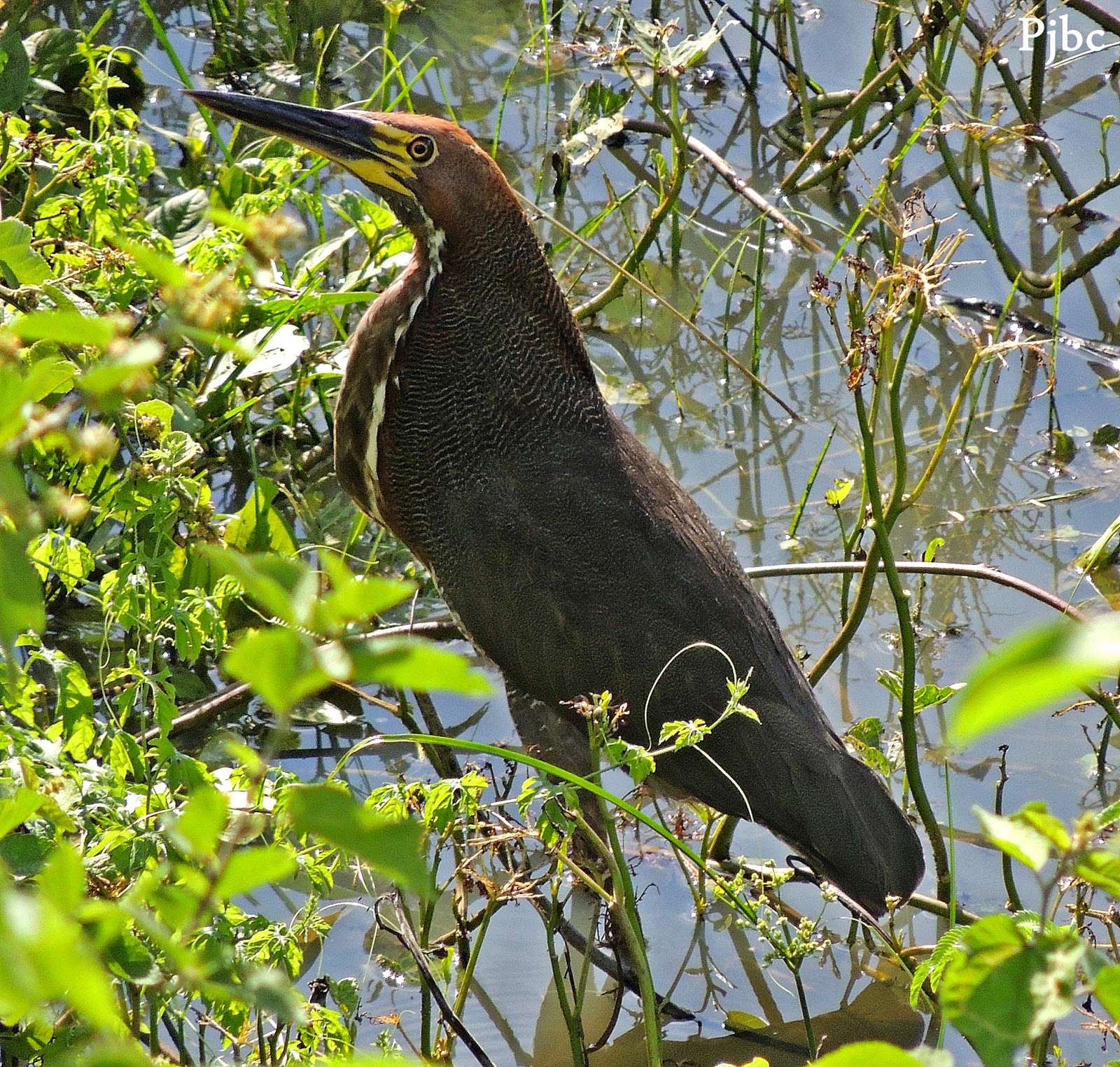PJBC Registros: Socó boi (Tigrisoma lineatum)
