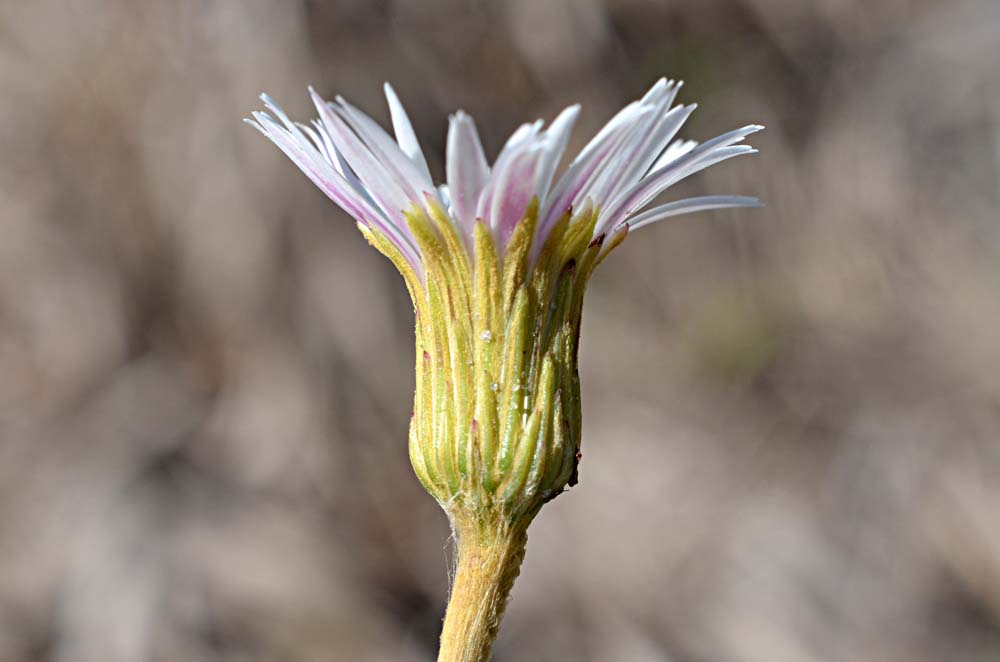 Space Coast Wildflowers: January 2013