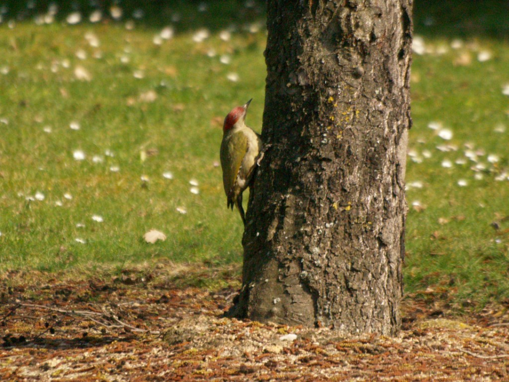 Fotografiando mi Mundo: PITO REAL.Picus viridis linnaeus