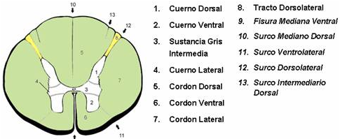 Opiniones de Conducto ependimario