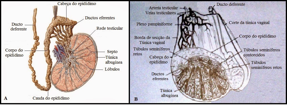 Mofofisiologia Do Sistema Reprodutor Masculino Testiculo Anatomia Images