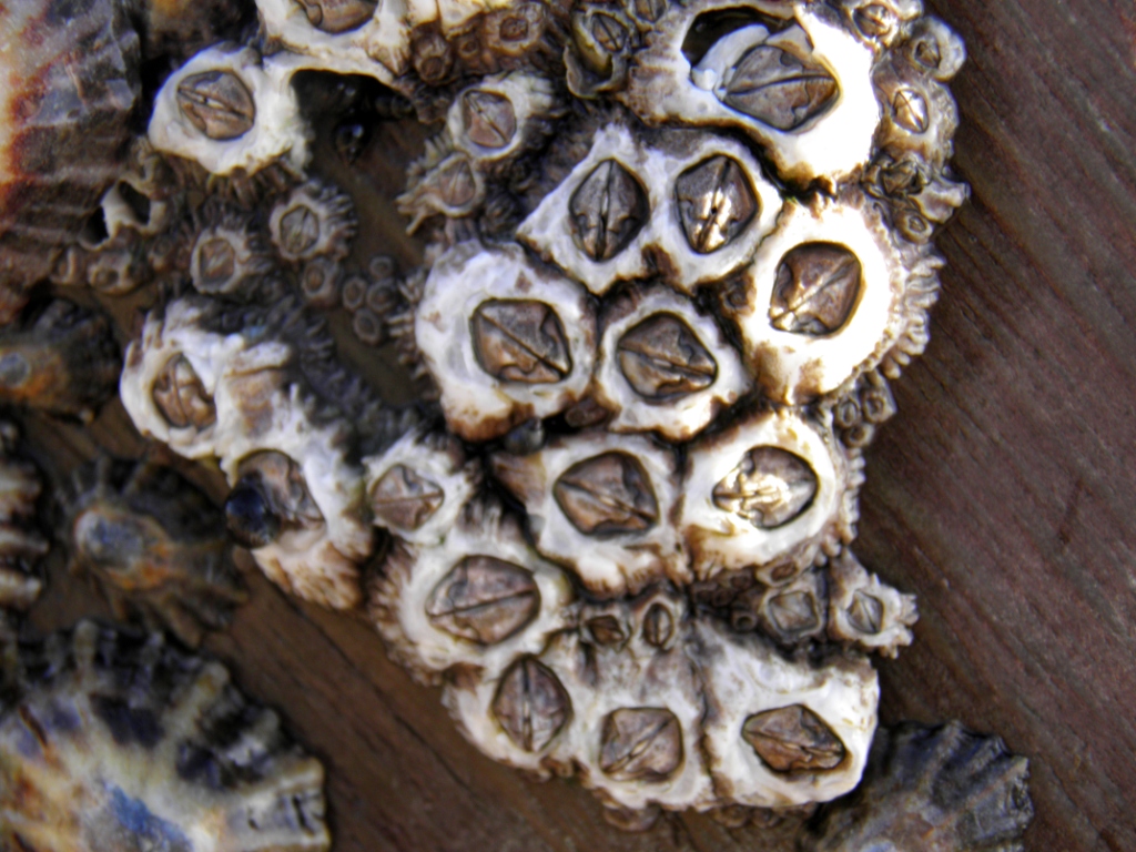 Nick's Nature Notes: Barnacles uncovered