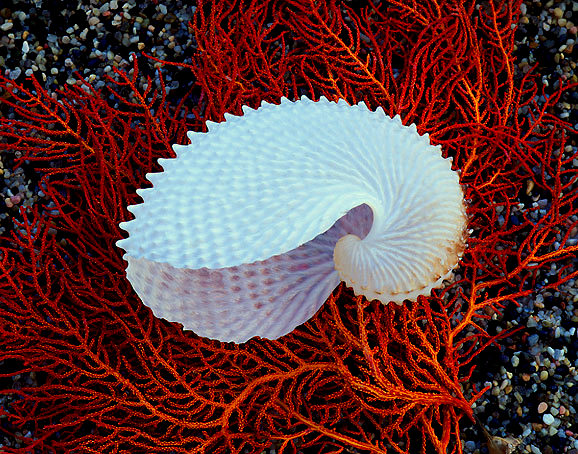 Los Aportes del Dr Love: Hermosas conchas.