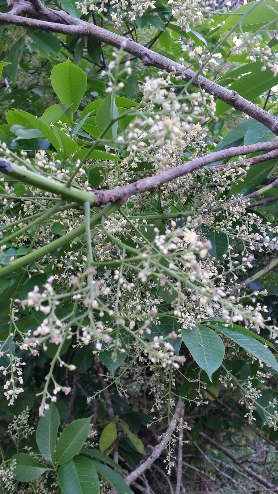 Warisan Petani: WW 78 : Bunga Pokok Getah