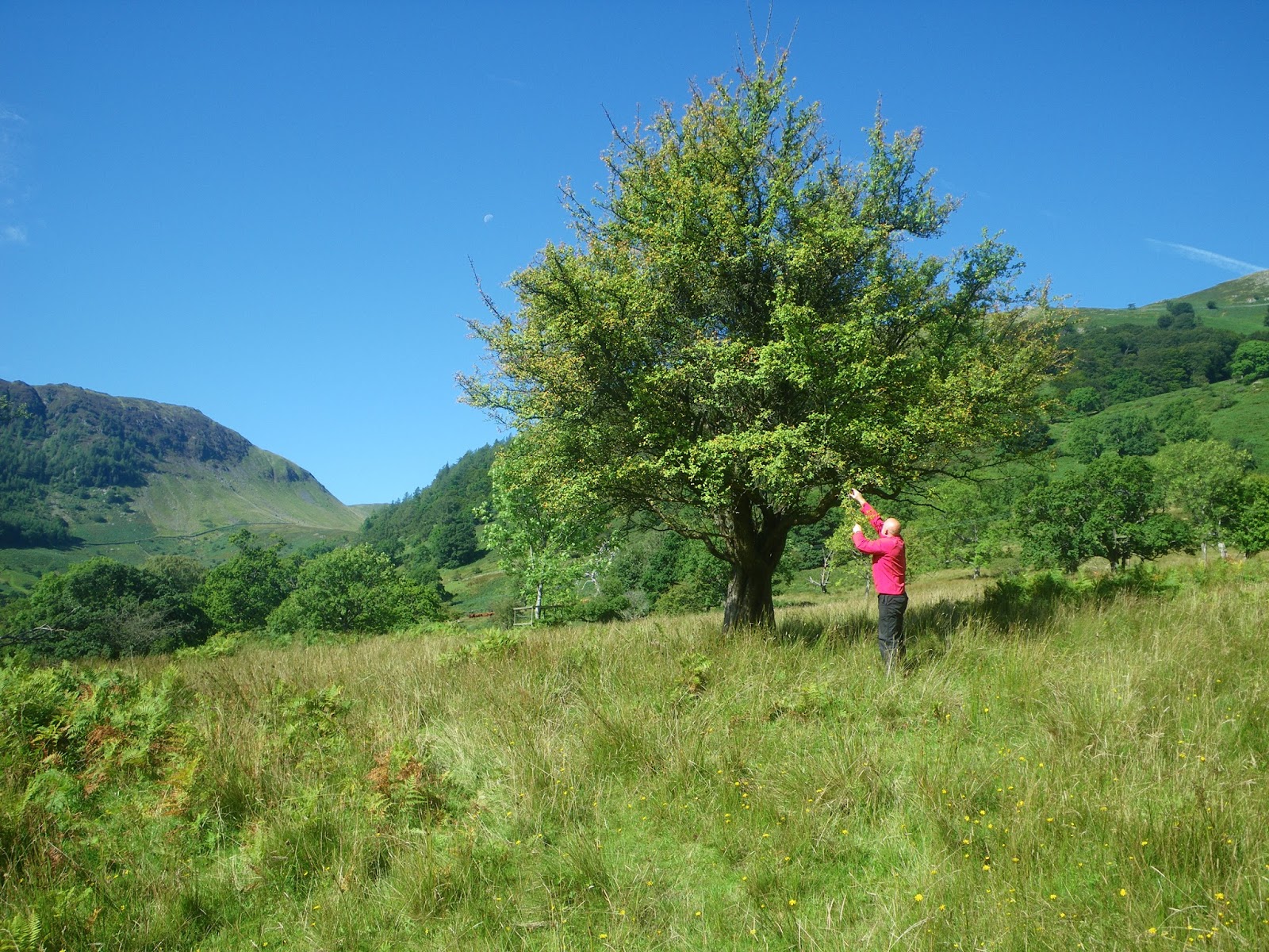 Central and East Lakes Rangers: Mass tree planting in the Lakes