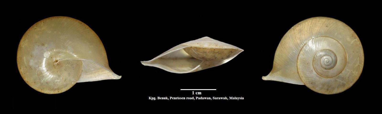 Real Monstrosities: Rhinocochlis nasuta