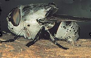 LALAT BOT atau BOT FLY Lalat yang paling mengerikan di Dunia ...