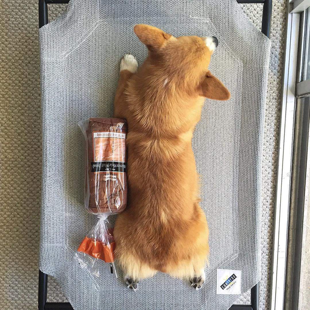 Cute dogs - part 214 (50 pics) | Amazing Creatures