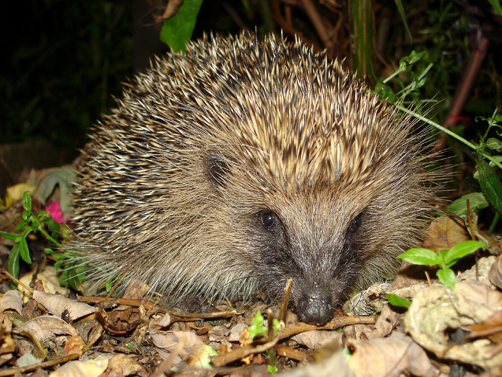 ANIMAL WORLD TokTil: Animal World - All About Hedgehog Around The World