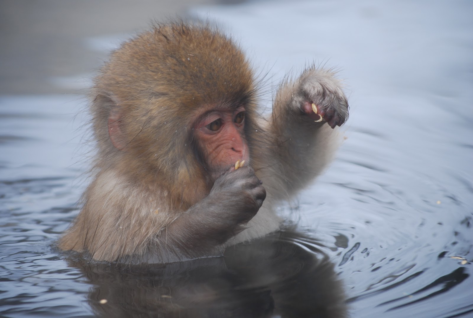 Japan Journal: Snow Monkeys, the Japanese "Alps" and Onsen
