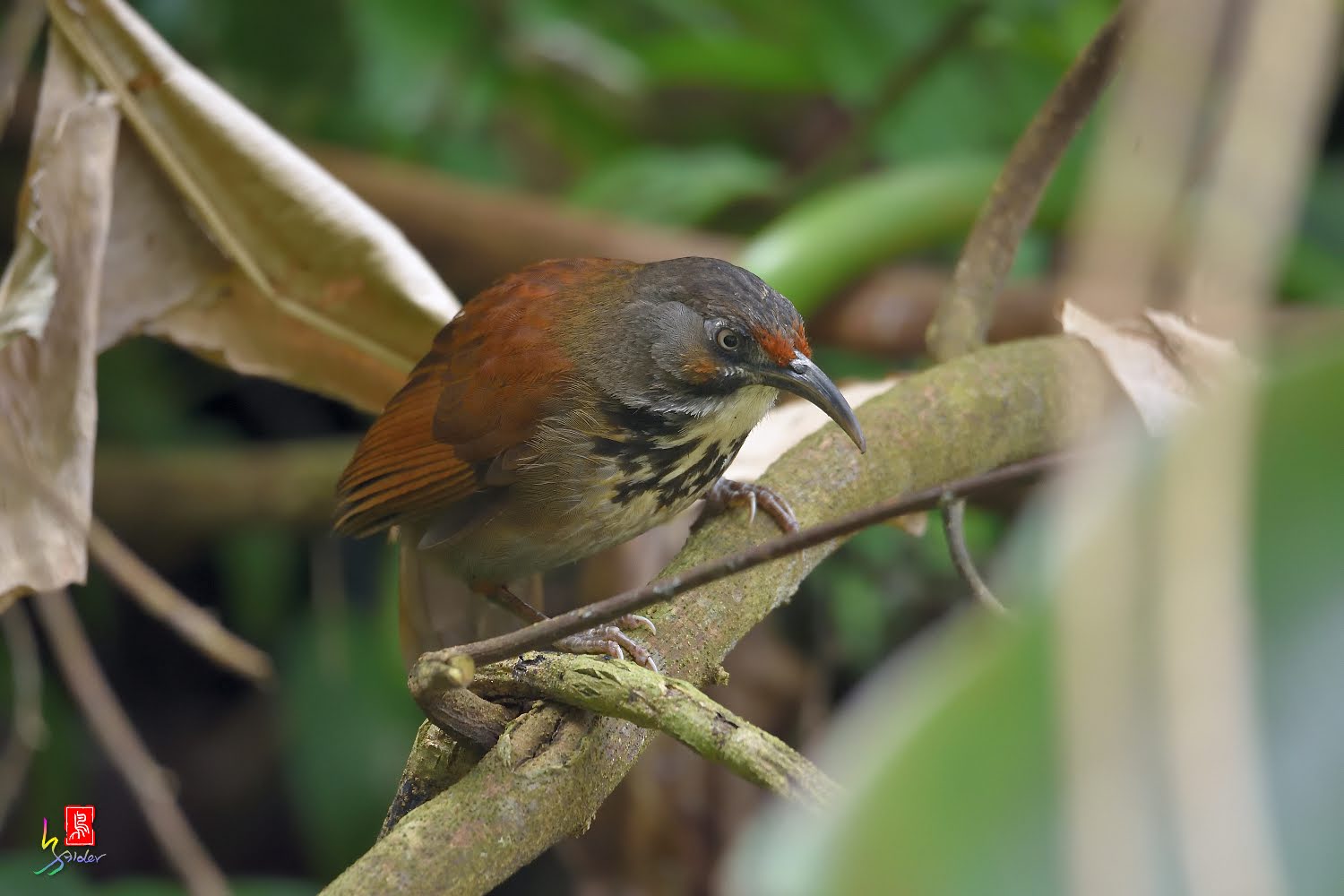 Alder's Bird-watching Notes: 三峽大彎嘴畫眉．Rusty-cheeked Scimitar Babbler ...