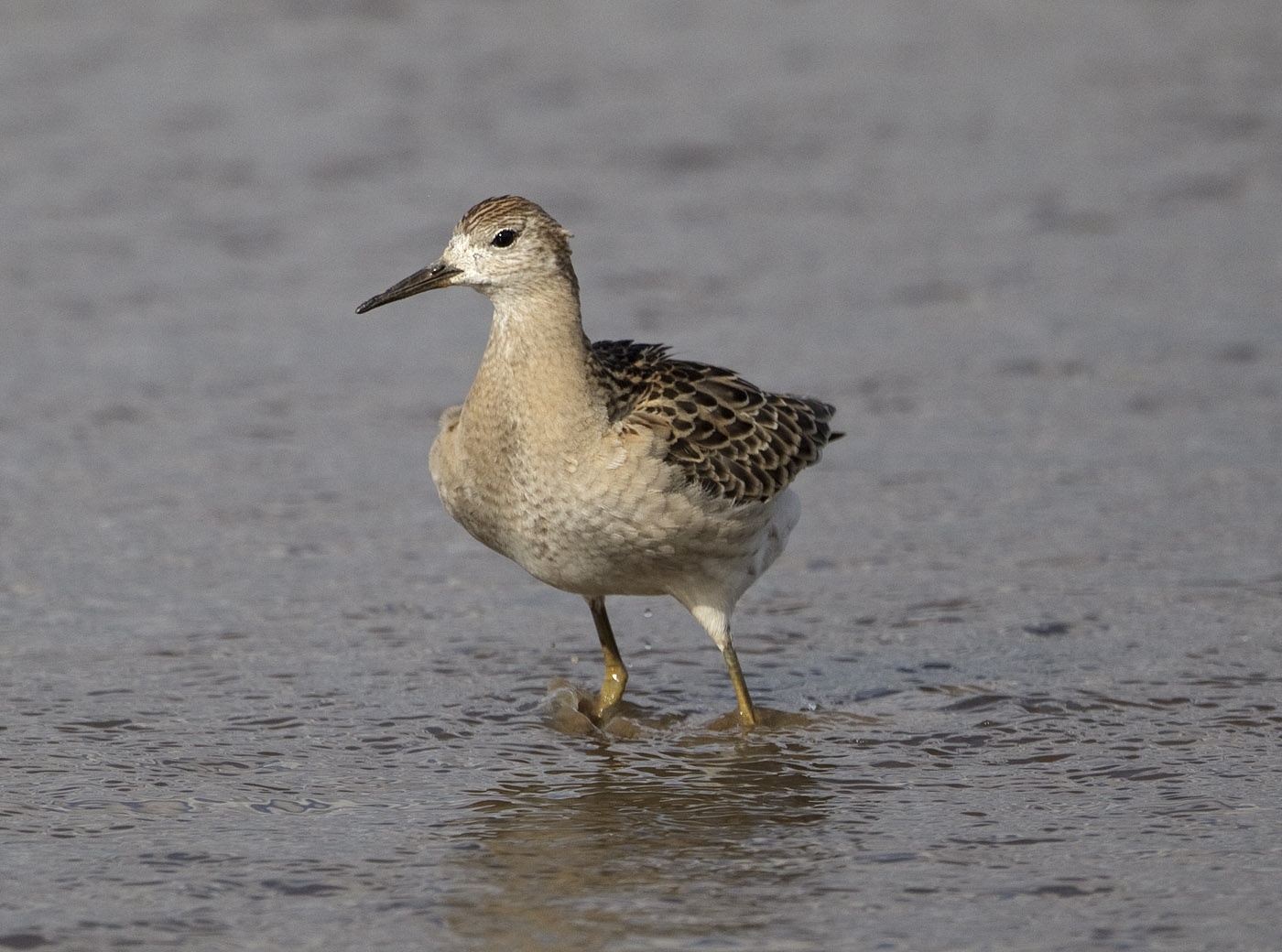 pewit: juvenile Ruff