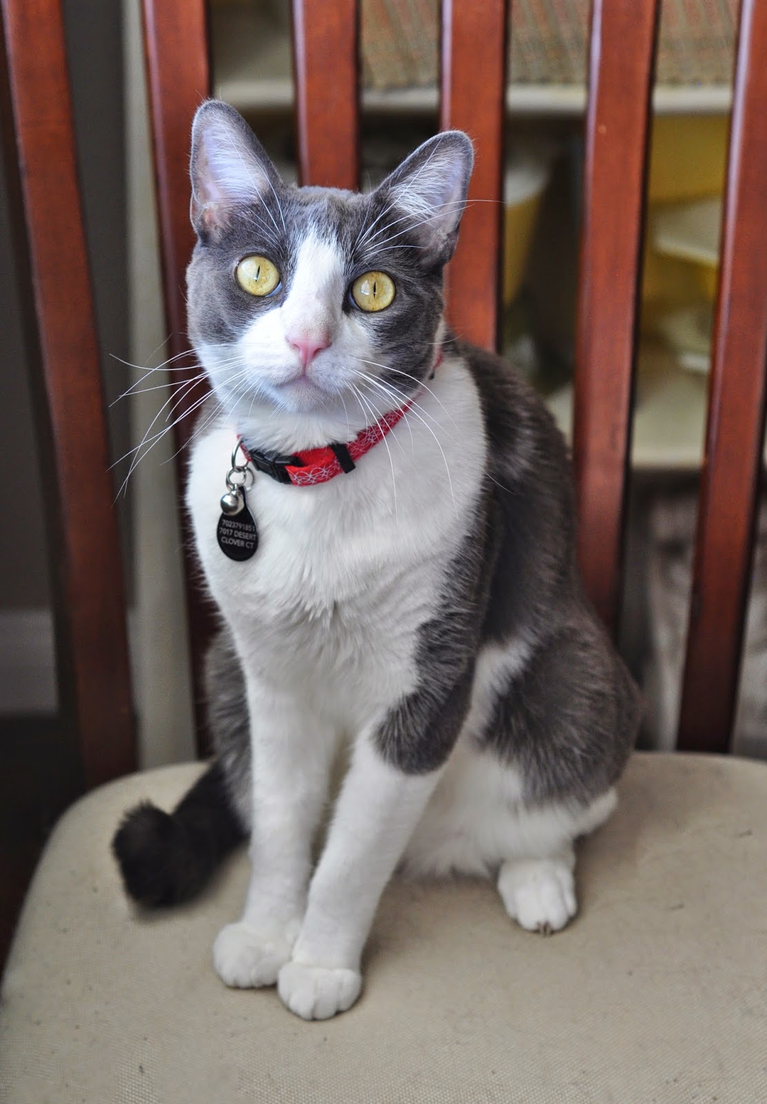 The CatTea Kitchen: Winner winner chicken dinner!