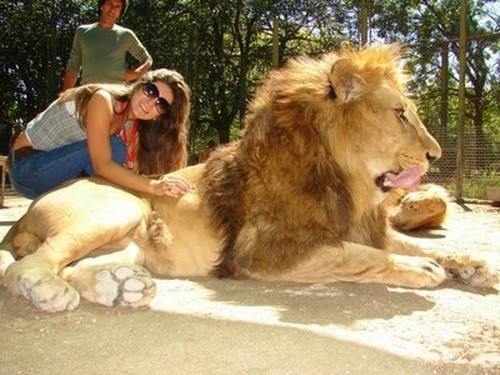 For The Sake of Us : Worlds Most Dangerous Zoo Photos With Lion
