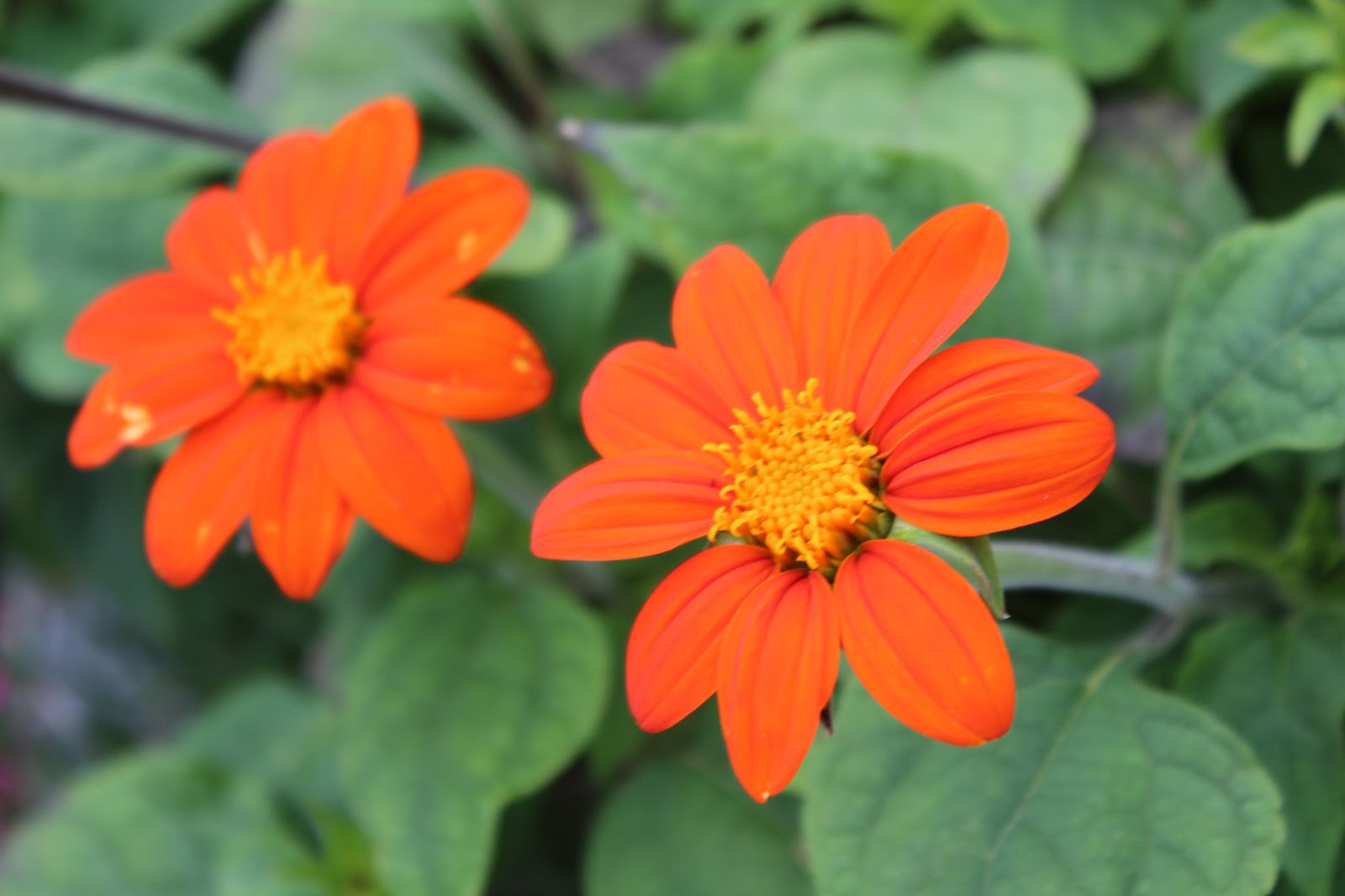 Florez Nursery: Tithonia rotundifolia "Fiesta del Sol"