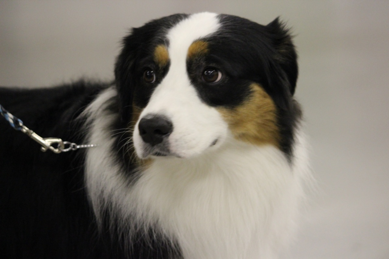 To Dog With Love: Fun Times at an IABCA Dog Show