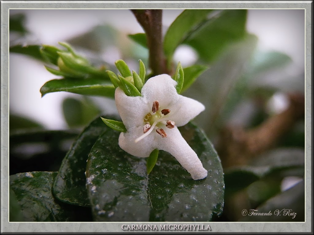 Plantas de La Rioja: Carmona microphylla.